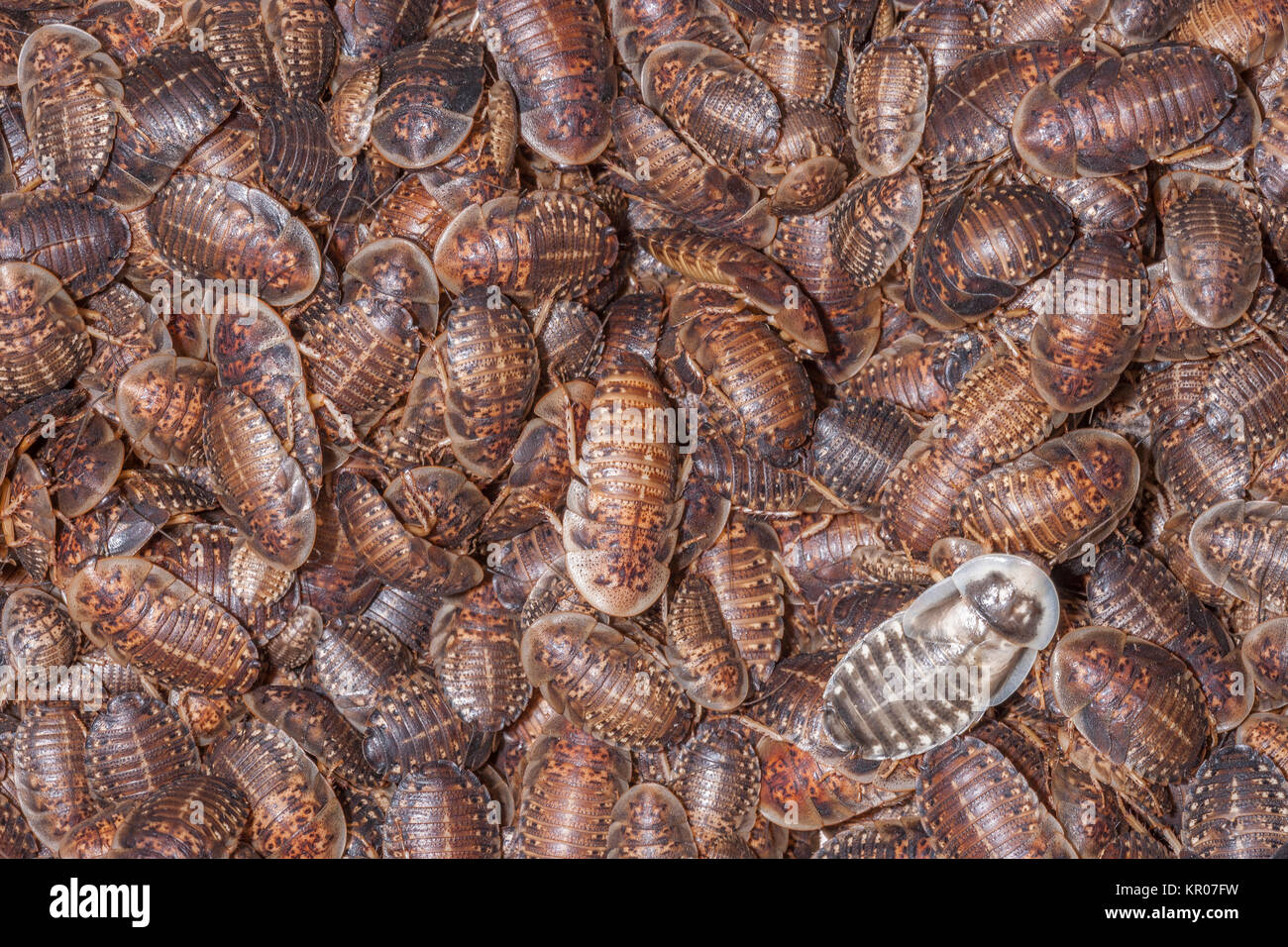 Thousands of Orange-spotted Cockroach (Blaptica dubia) nymphs. Note the ...