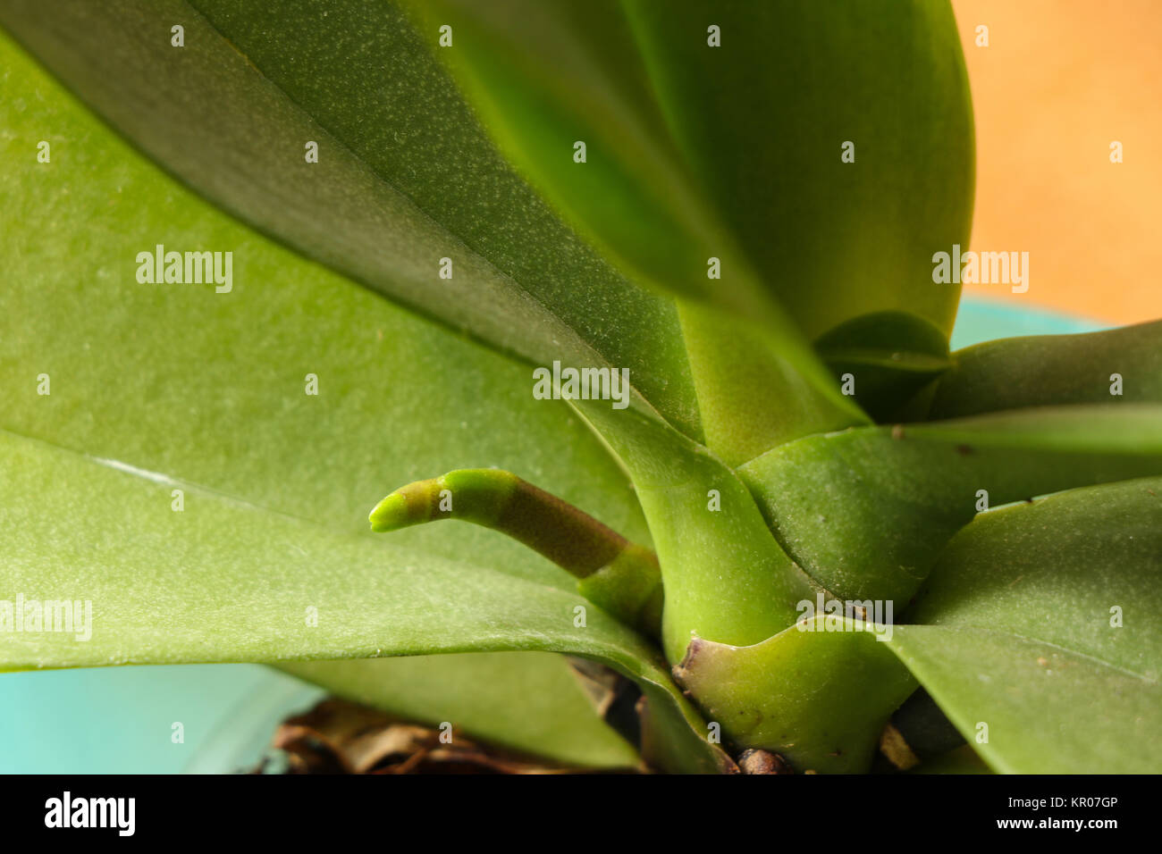A green plant close up photo Stock Photo - Alamy