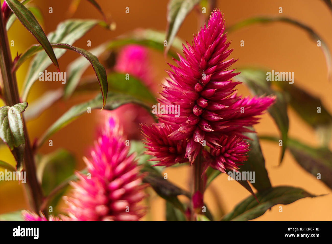 Close up photo of celosia flower hi-res stock photography and images ...