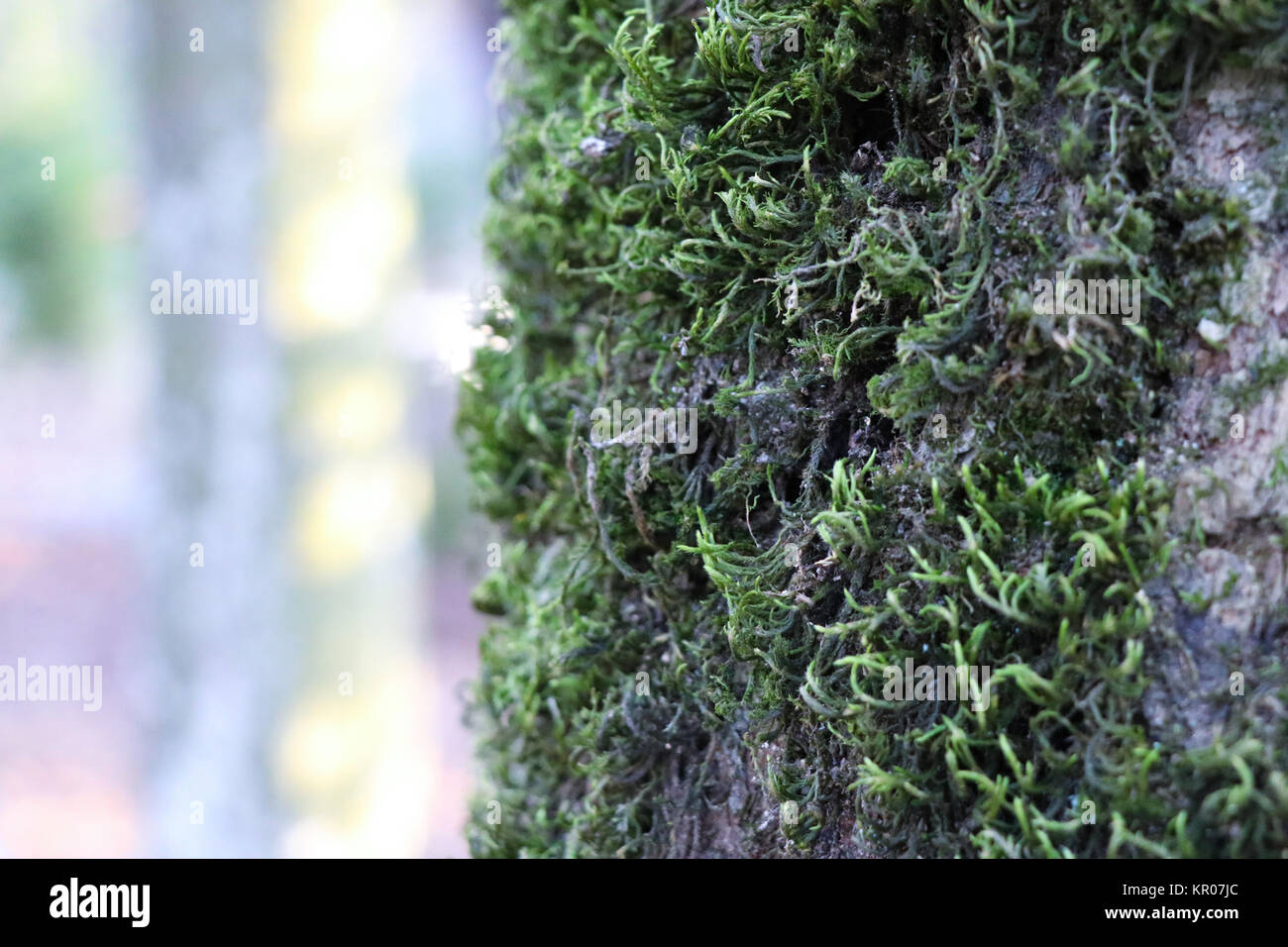 Moss on tree in the close up photo Stock Photo - Alamy