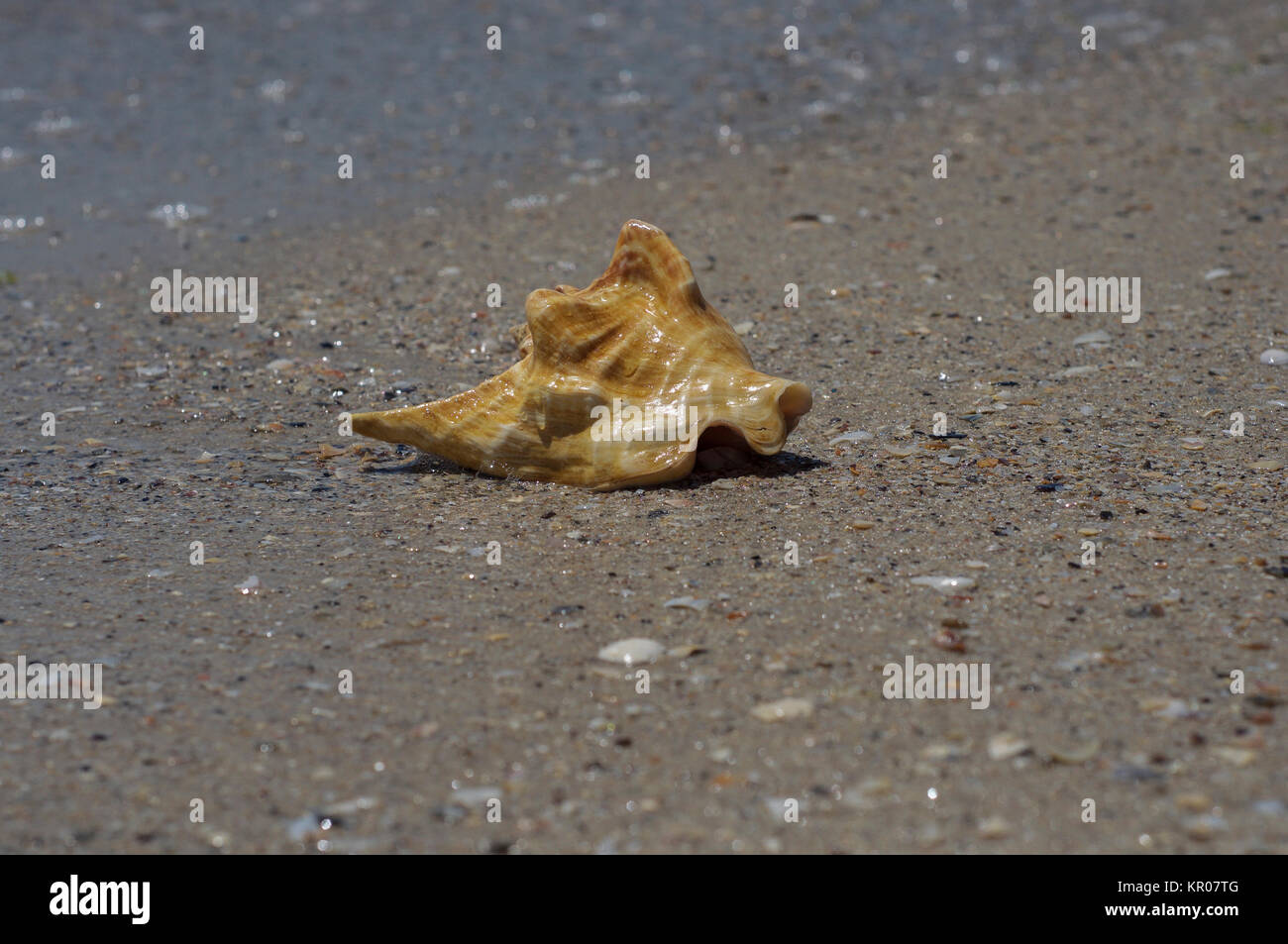 Conch shell on beach Stock Photo - Alamy
