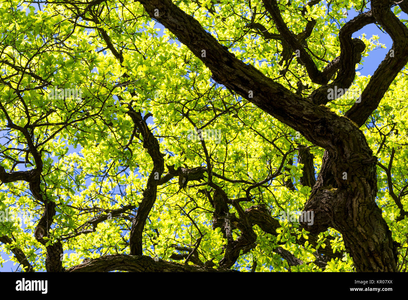 Ancient oak tree Stock Photo - Alamy