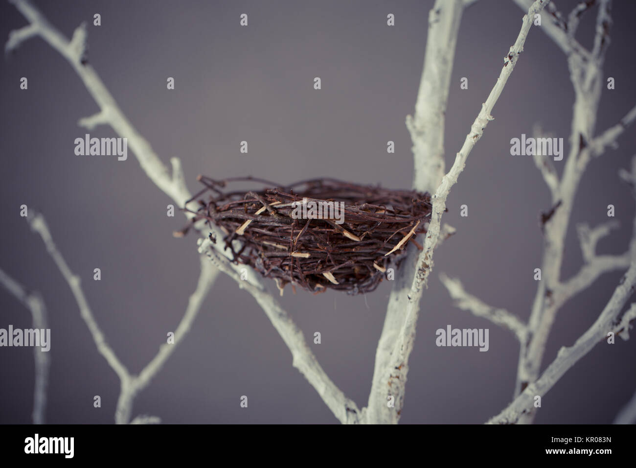 Bird nest on a tree Stock Photo - Alamy