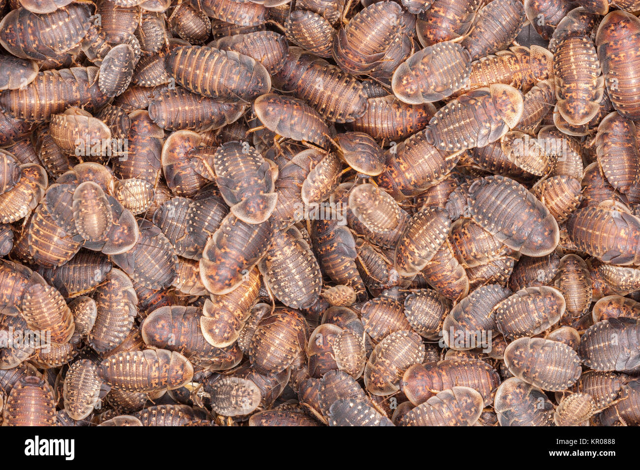 Thousands of Orange-spotted Cockroach (Blaptica dubia) nymphs. This ...