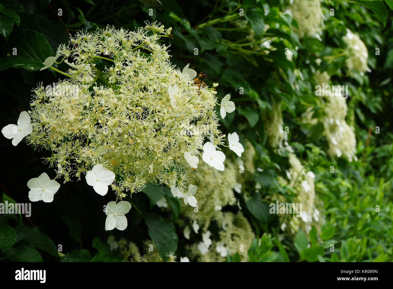 climbing hydrangea,climbing hydrangea (hydrangea petiolaris Stock Photo ...