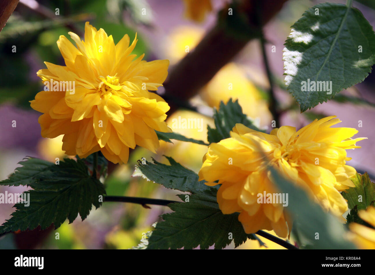 Kerria japonica pleniflora hi-res stock photography and images - Alamy
