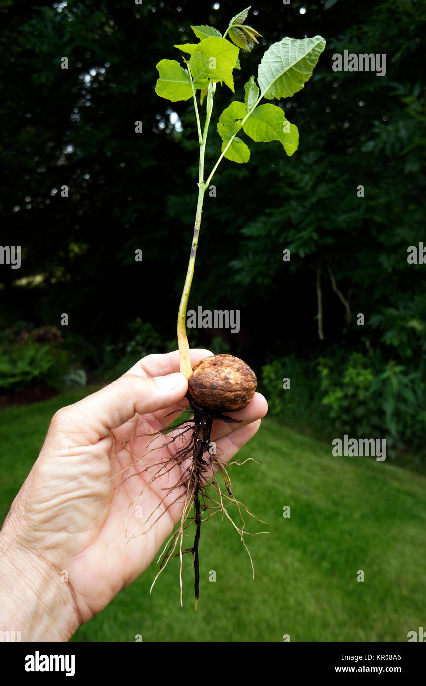 walnut sapling (juglans regia Stock Photo - Alamy