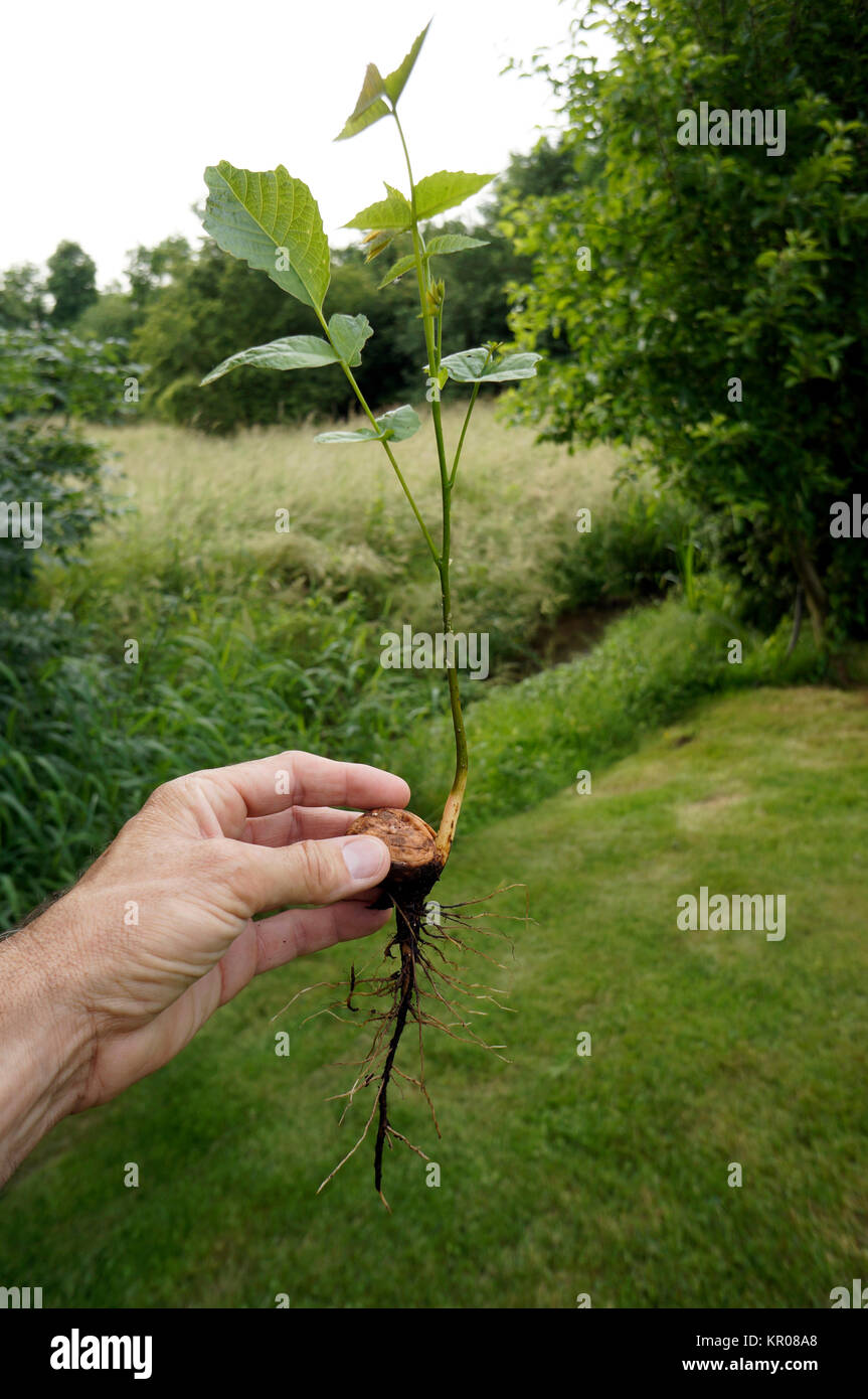 walnut sapling (juglans regia Stock Photo - Alamy