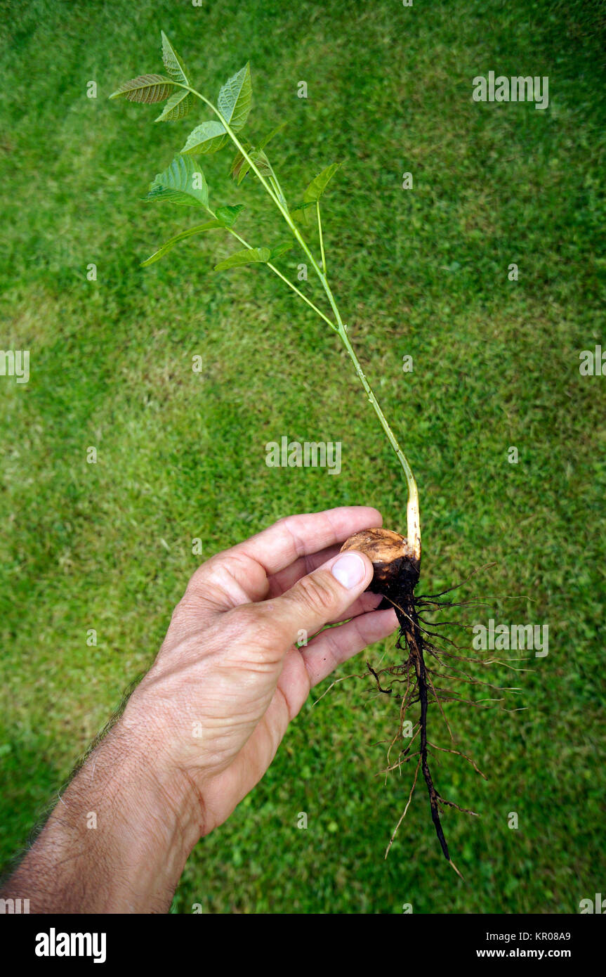 Walnut sapling hi-res stock photography and images - Alamy