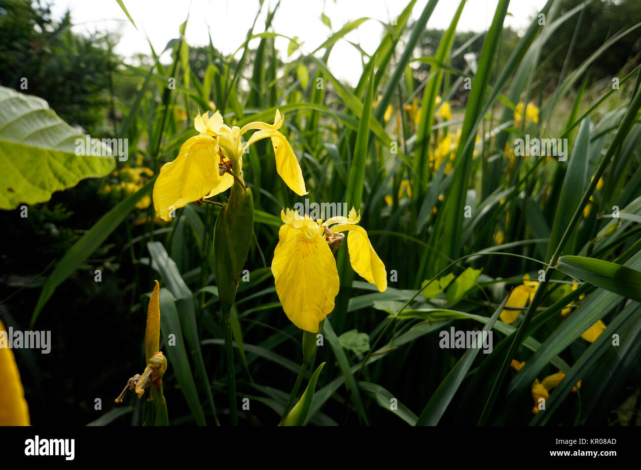 marsh iris (iris pseudacorus Stock Photo - Alamy