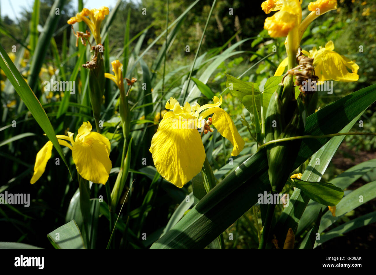 marsh iris (iris pseudacorus Stock Photo - Alamy