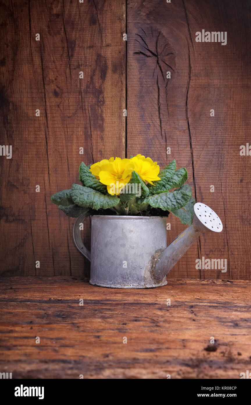 yellow primrose on a metal little watering can on wooden plank ...