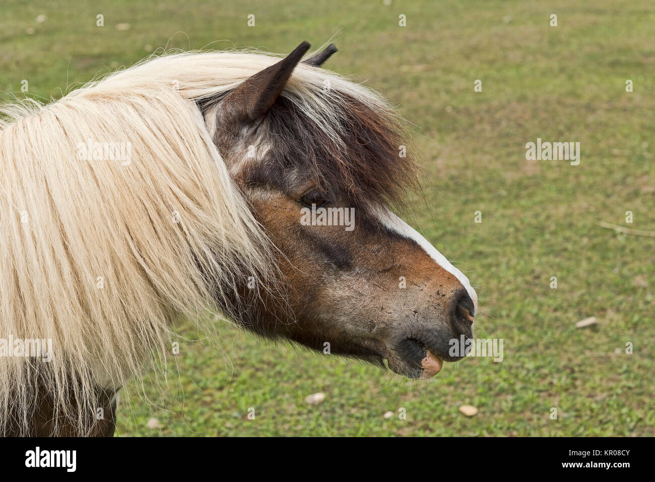 Horse animal pet animals hi-res stock photography and images - Alamy