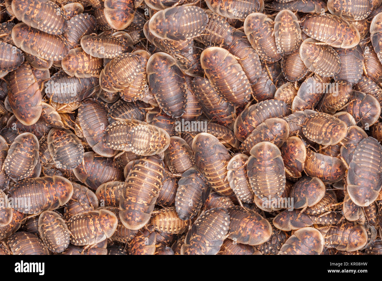 Thousands of Orange-spotted Cockroach (Blaptica dubia) nymphs. This ...