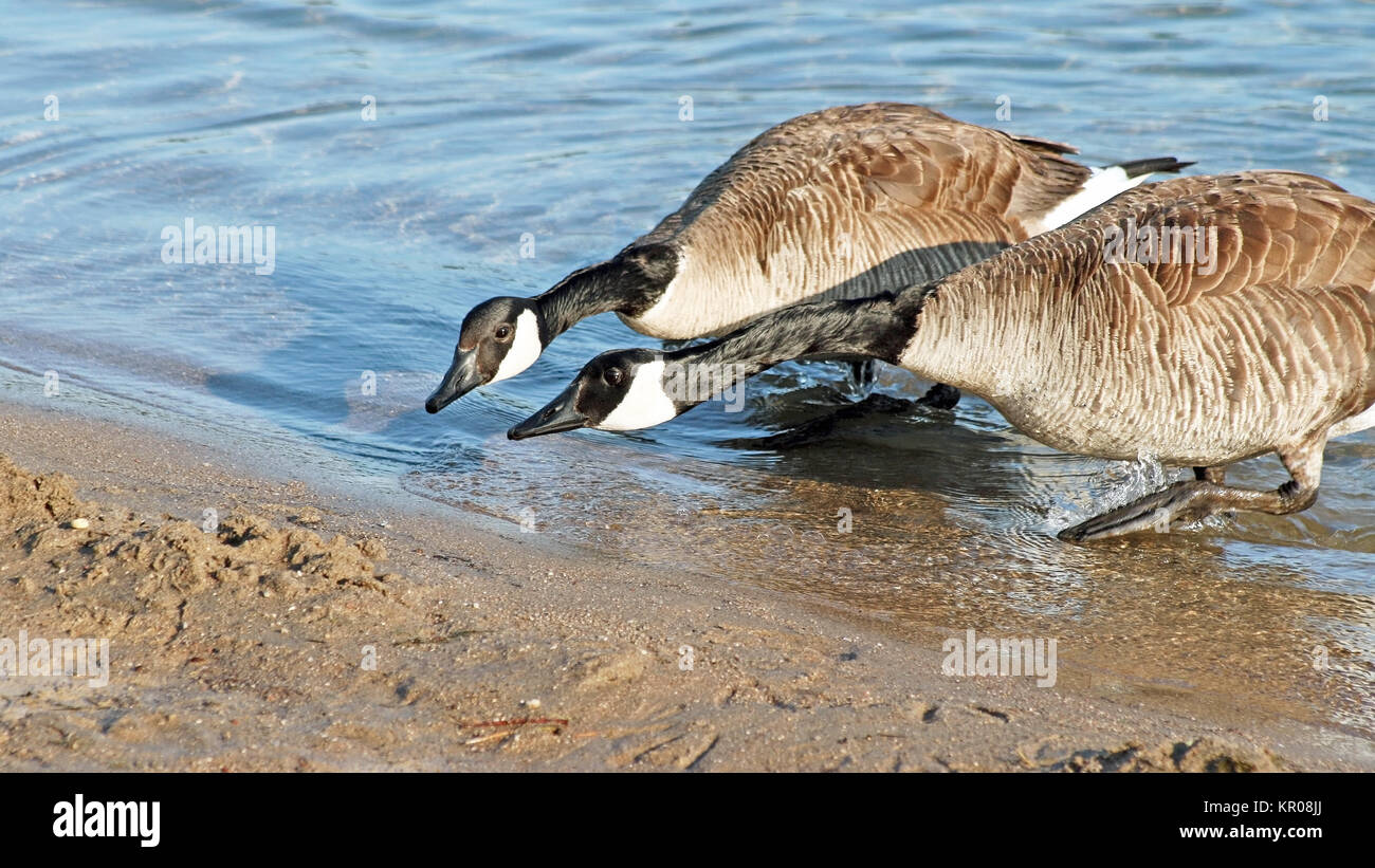IT'S NECK AND NECK - two Canada geese racing to the Beach Stock Photo ...