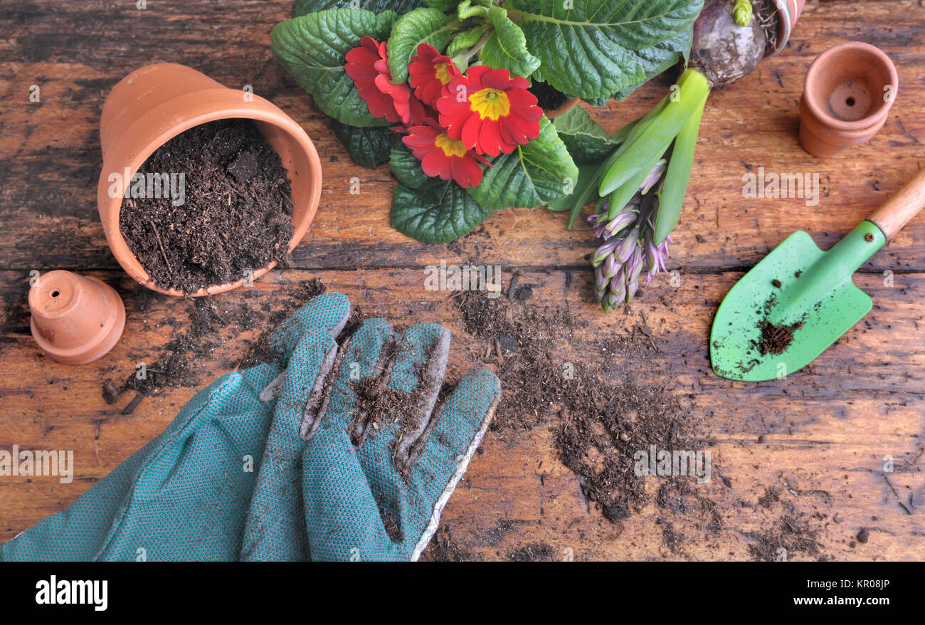 top view on potting primrose and hyacinth with gardening gloves in soil ...
