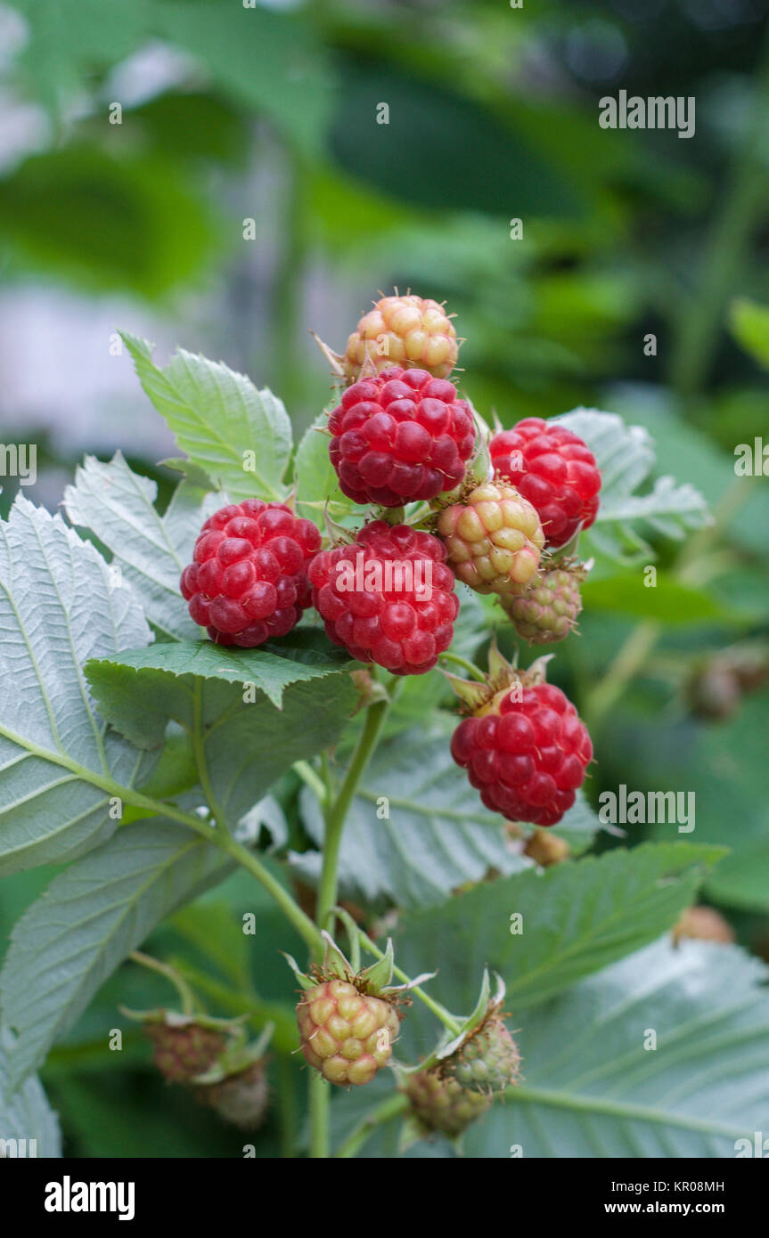Ripe and unripe raspberries Stock Photo - Alamy