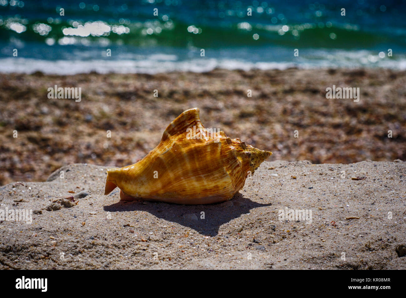 Shell of clam on the beach Stock Photo - Alamy
