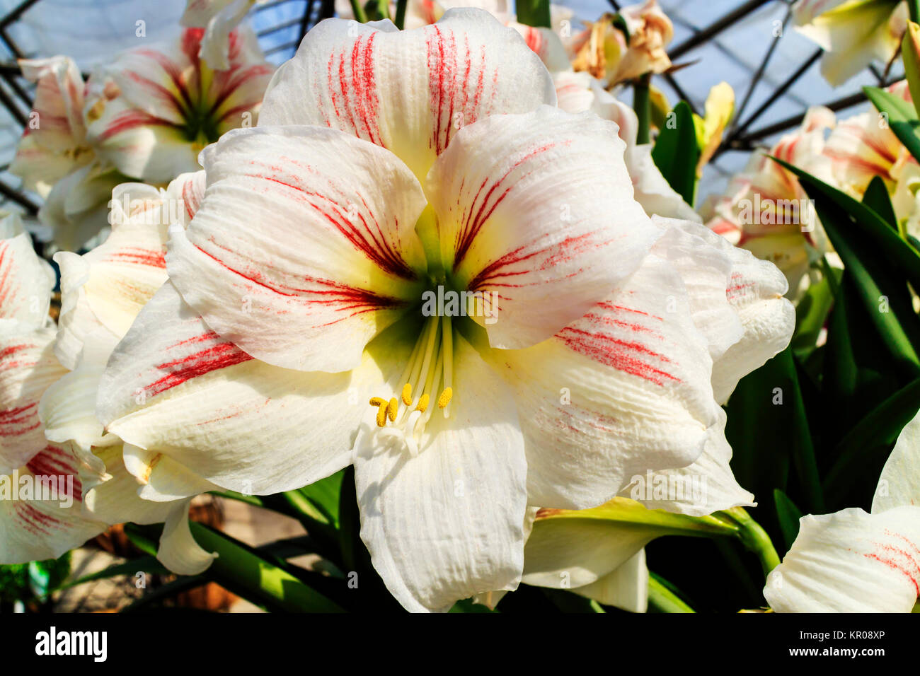 Large trumpet like white with a touch of pink Amaryllis flowers Stock ...