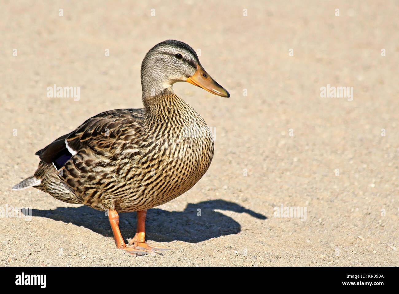 Duck walking hi-res stock photography and images - Alamy