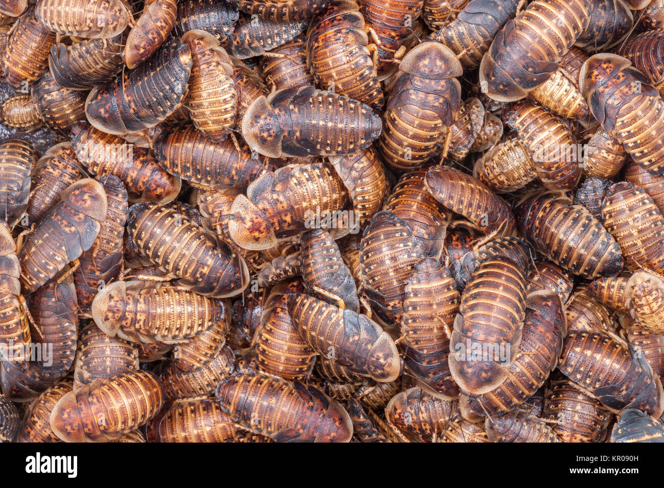 Thousands of Orange-spotted Cockroach (Blaptica dubia) nymphs. This ...