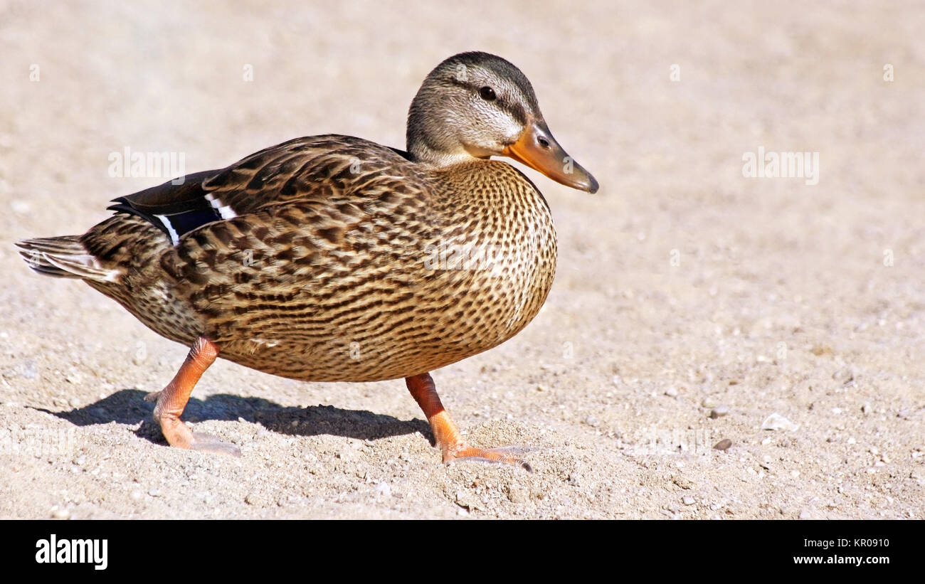 One Mallard duck walking alone on Sandy Beach Stock Photo - Alamy