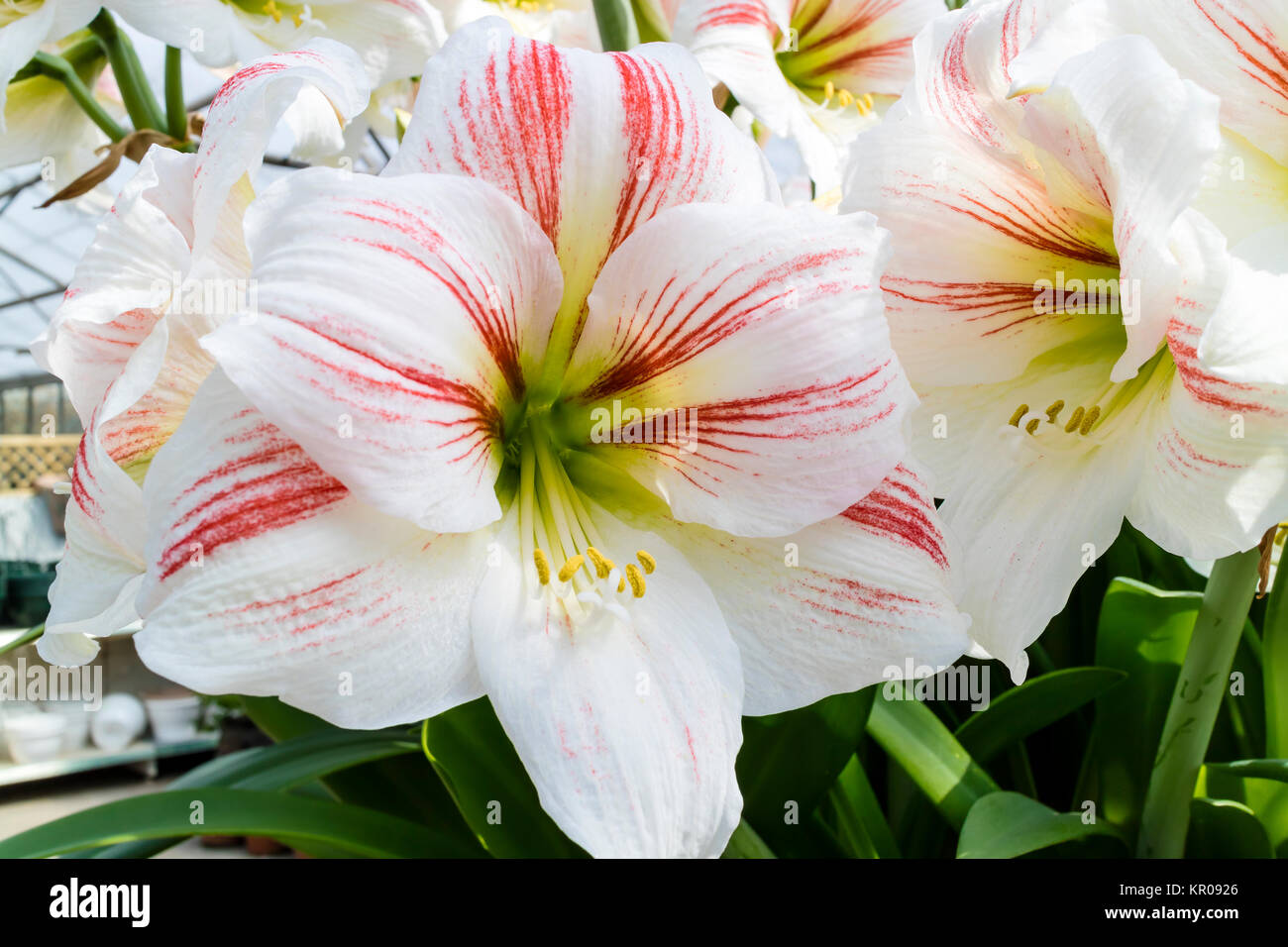 Amaryllis plant hi-res stock photography and images - Alamy