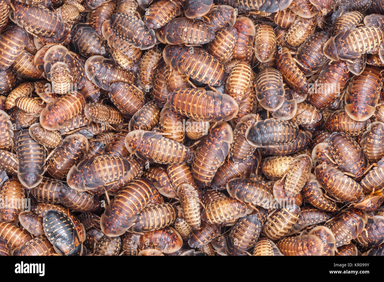 Thousands of Orange-spotted Cockroach (Blaptica dubia) nymphs. This ...