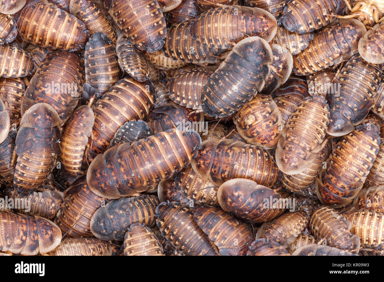 Thousands of Orange-spotted Cockroach (Blaptica dubia) nymphs. This ...