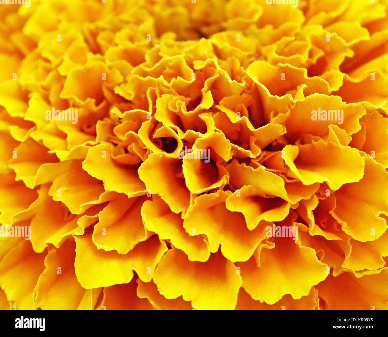 Marigold texture hi-res stock photography and images - Alamy