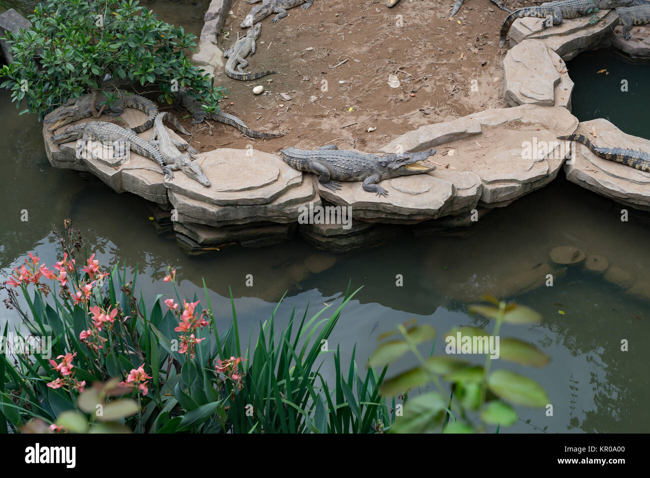 alligators near a pond Stock Photo - Alamy