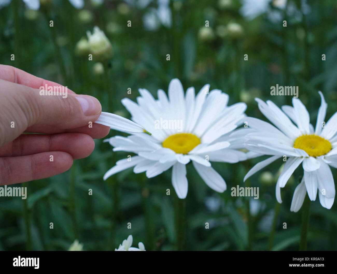 Human likes hi-res stock photography and images - Alamy