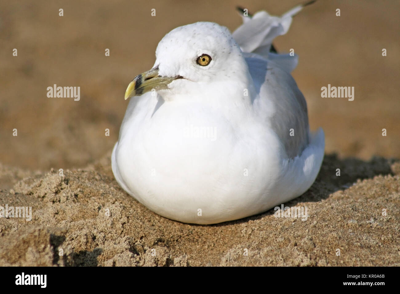 Ring-Billed seagull resting on a Sandy Beach Stock Photo - Alamy