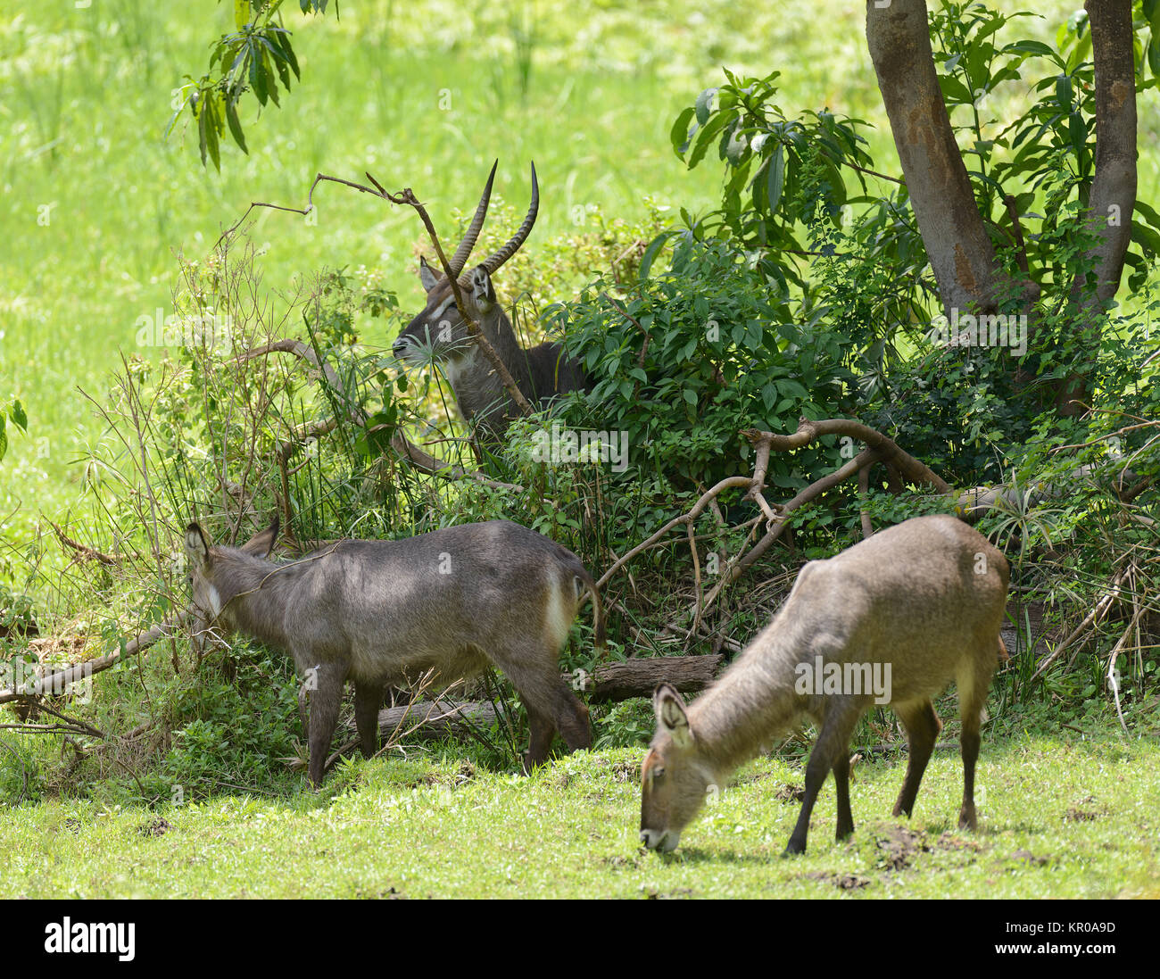 group of Waterbuck (scientific name: Kobus ellipsiprymnus, or "Kuru" in ...