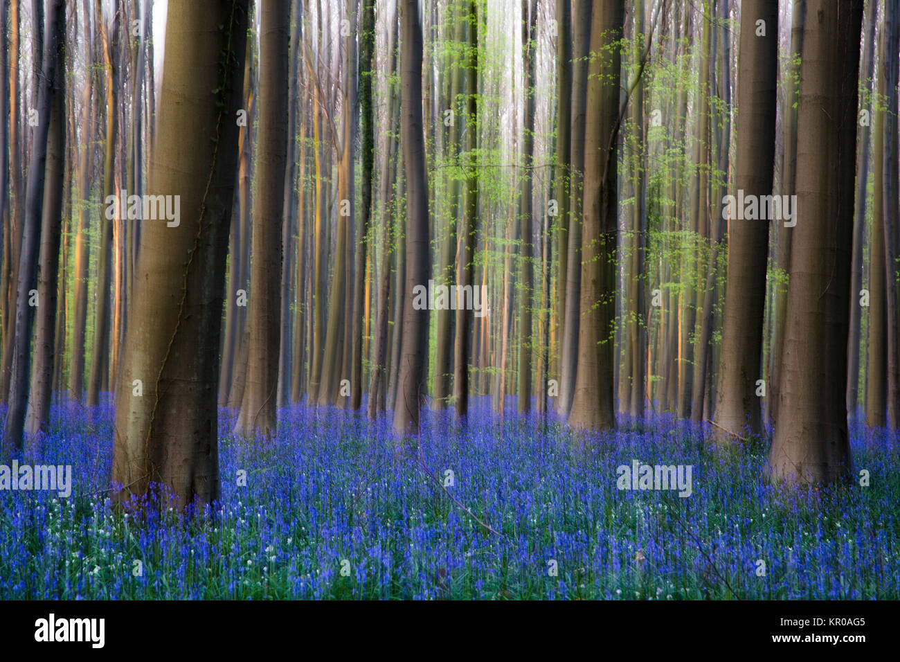 Bluebells flowers Hallerbos Stock Photo - Alamy
