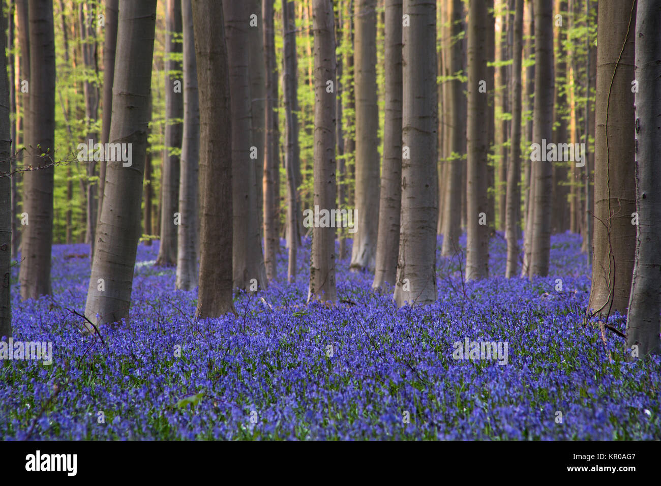 Bluebells flowers Hallerbos Stock Photo - Alamy