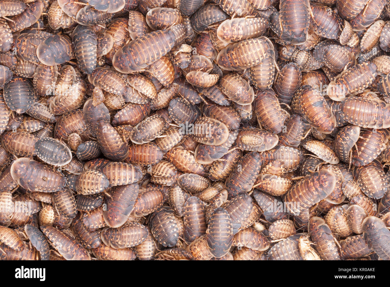 Thousands of Orange-spotted Cockroach (Blaptica dubia) nymphs. This ...