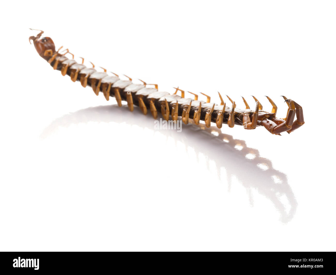 dead body of a giant size centipede on a white background Stock Photo ...