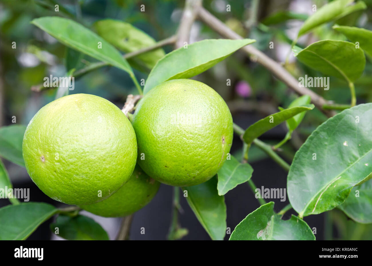 Pomela fruit tree hi-res stock photography and images - Alamy