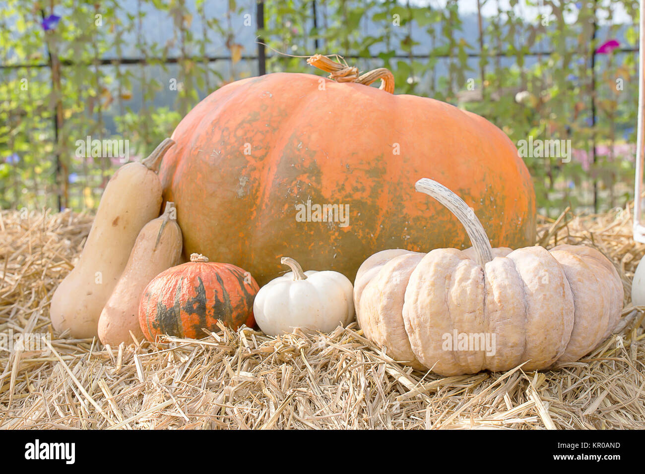 Pumpkin farm production in rural area Stock Photo - Alamy