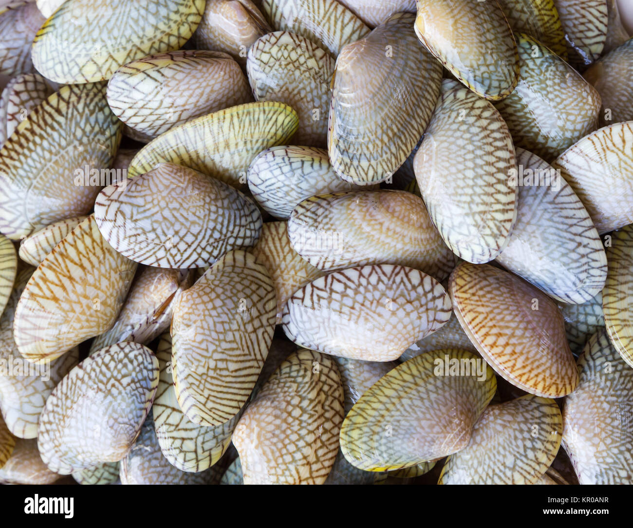 Raw Carpet clam Stock Photo - Alamy