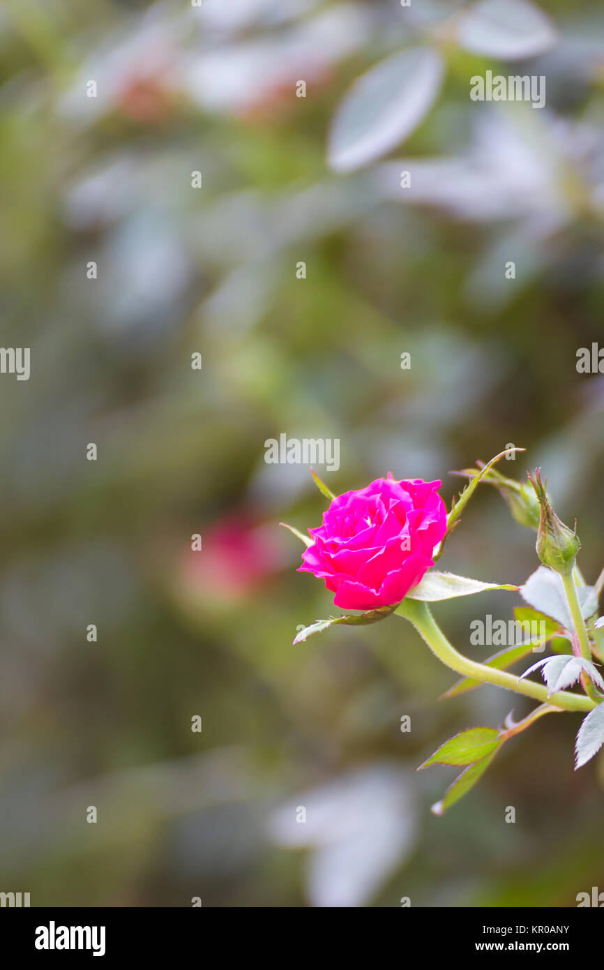 Pink roses in garden Stock Photo - Alamy