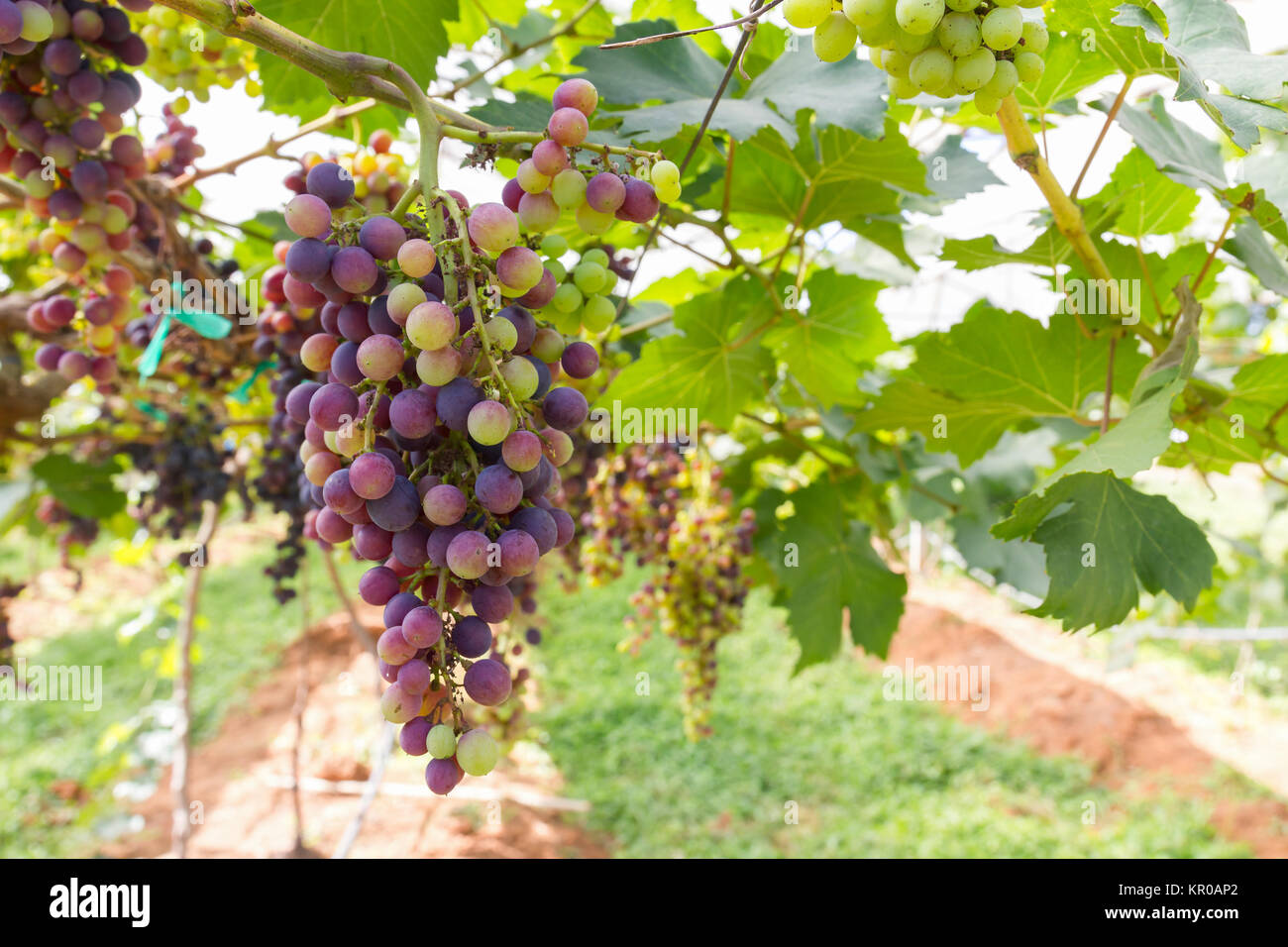 Red Grapes on the vine Stock Photo - Alamy