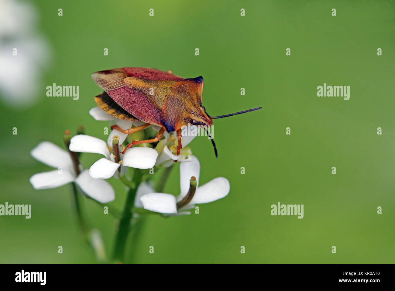 northern fruit bug carpocoris fuscispinus Stock Photo - Alamy