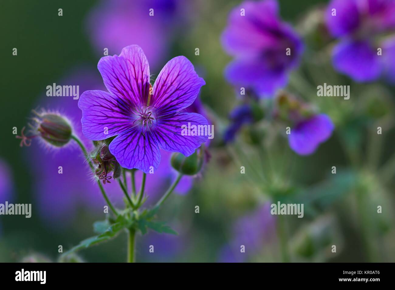 pracht cranesbill / cranesbill Stock Photo - Alamy