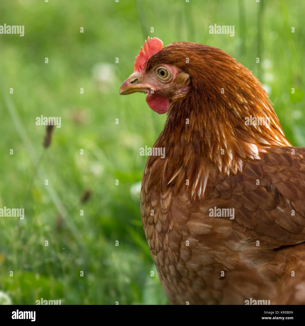 brown chicken house / brown chicken Stock Photo - Alamy