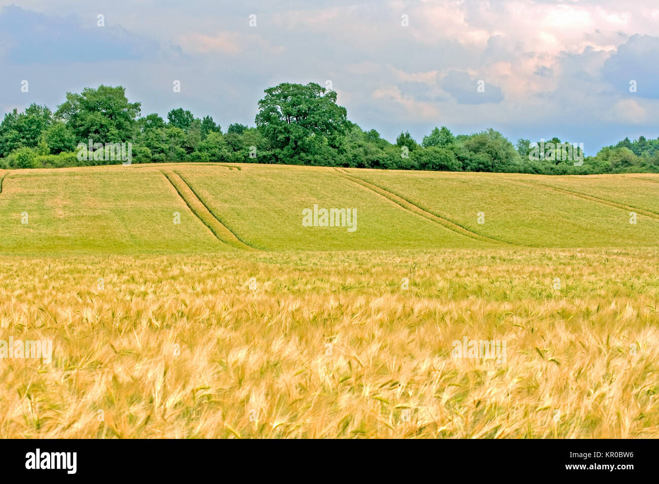 Wheat bowed hi-res stock photography and images - Alamy