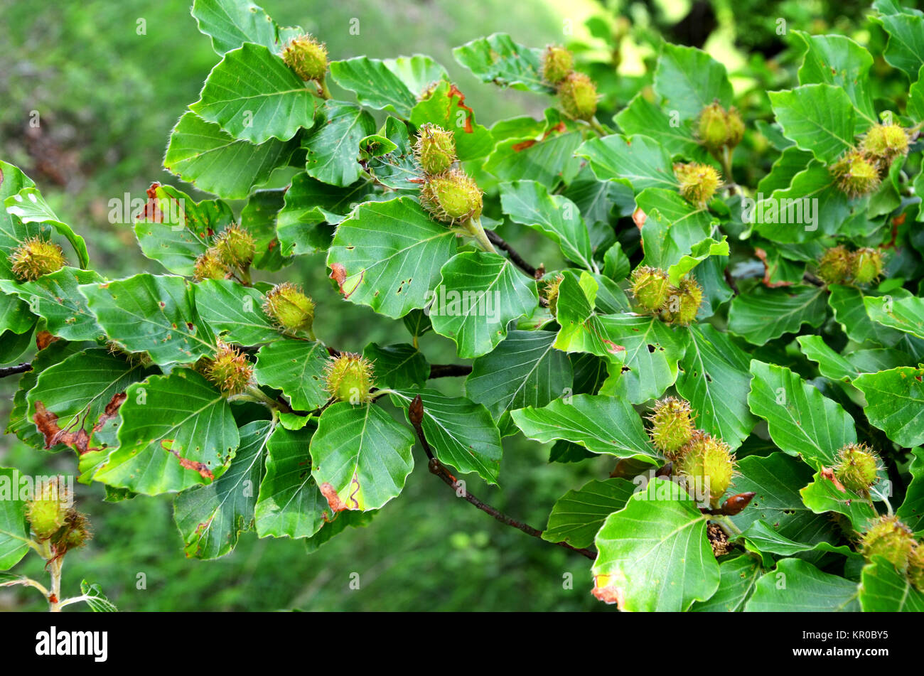 Poison nut tree hi-res stock photography and images - Alamy