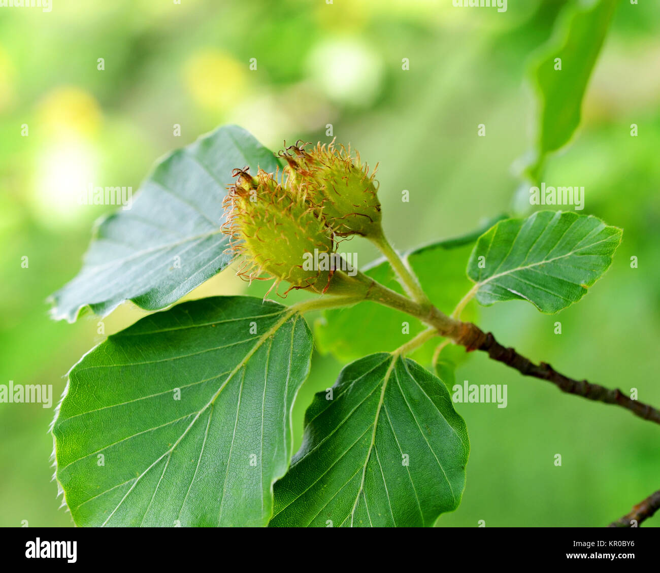 Beech tree fruits hi-res stock photography and images - Alamy