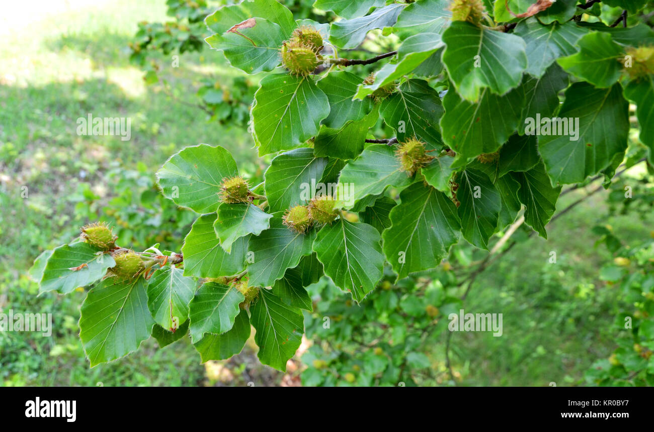 Beech tree fruits hi-res stock photography and images - Alamy